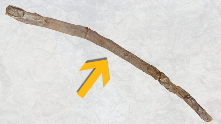 430,000-Year-Old Stick Found in Greece Among Humanity's Oldest Wooden ...