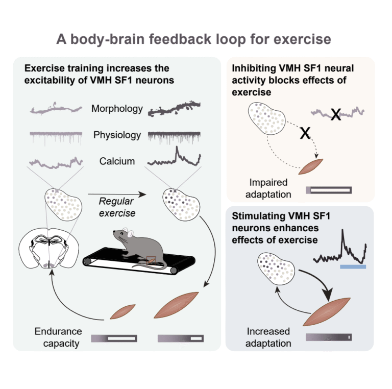 Scientists Discover a Brain Circuit That Enhances Physical Endurance In ...