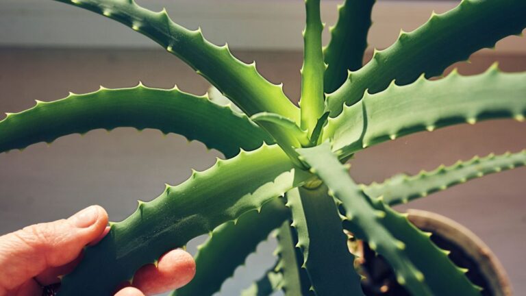 Aloe Vera Compound May Help Fight Alzheimer's Disease, Simulations ...