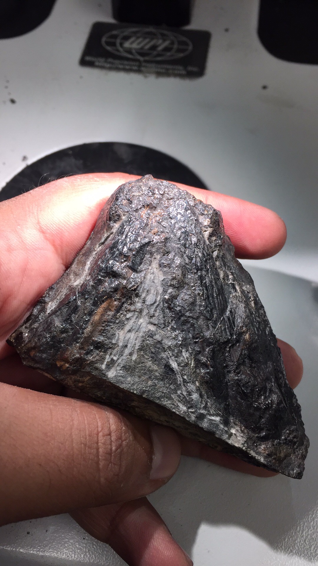 Newly Discovered Fossil Among The Earliest Land Creatures to Enjoy a ...