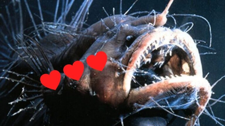 Valentine's Day: The Weirdest Love Rituals in The Animal Kingdom ...