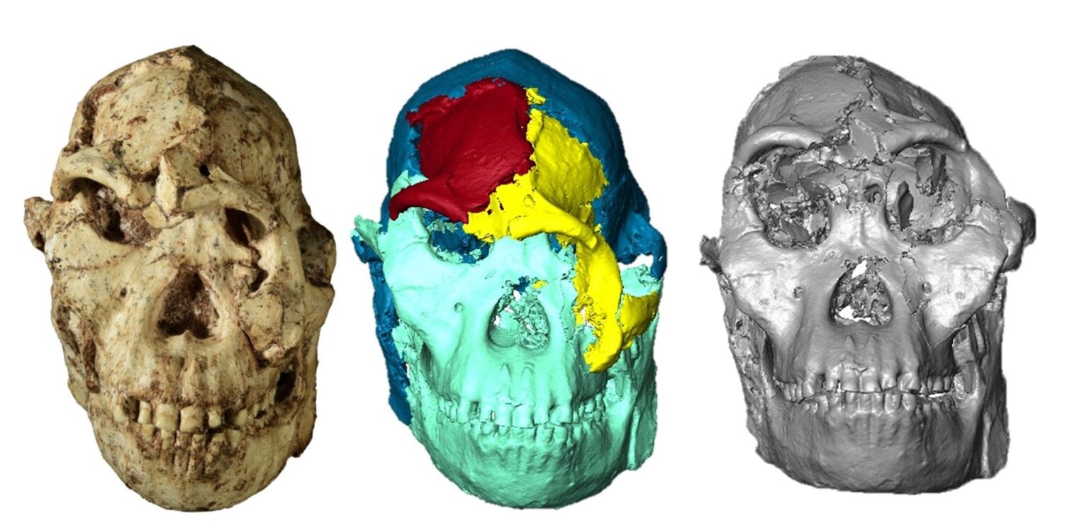 Scientists Reconstruct The Face of a 3.7-Million-Year-Old Human ...