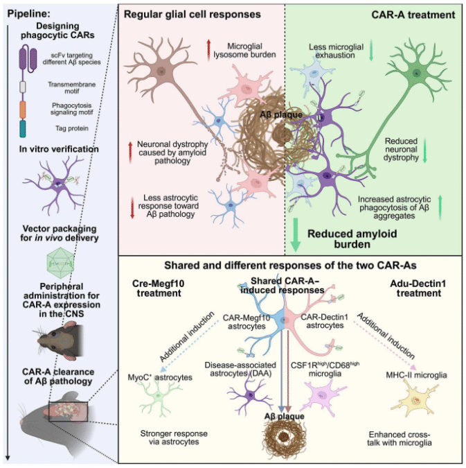 Scientists Cut Amyloid Plaques by 50% in Mice With Engineered Cells ...