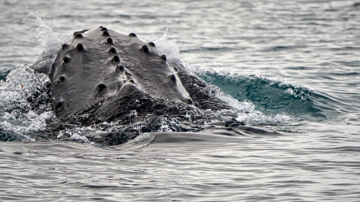 Watch: Oldest-Known Whale Song Recording Found on a Lost 1949 Disc ...