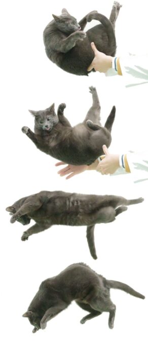Scientists Discover a New Twist in Why Falling Cats Land on Their Feet ...