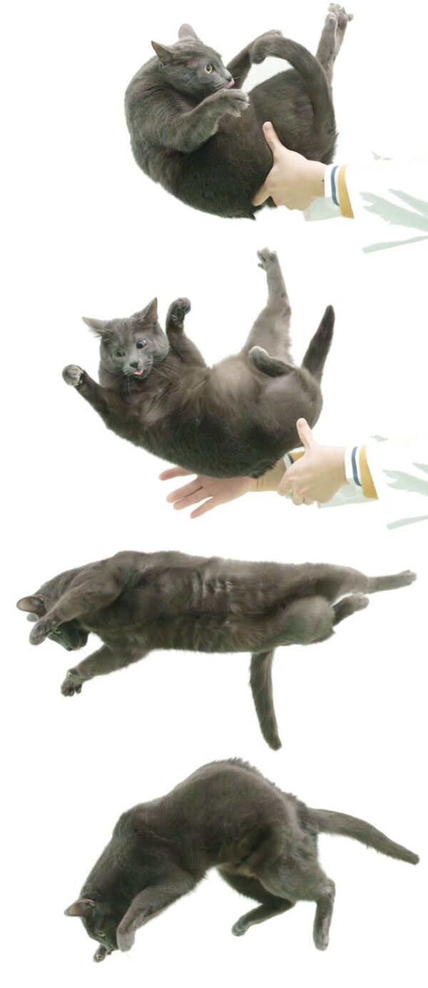Scientists Discover a New Twist in Why Falling Cats Land on Their Feet ...