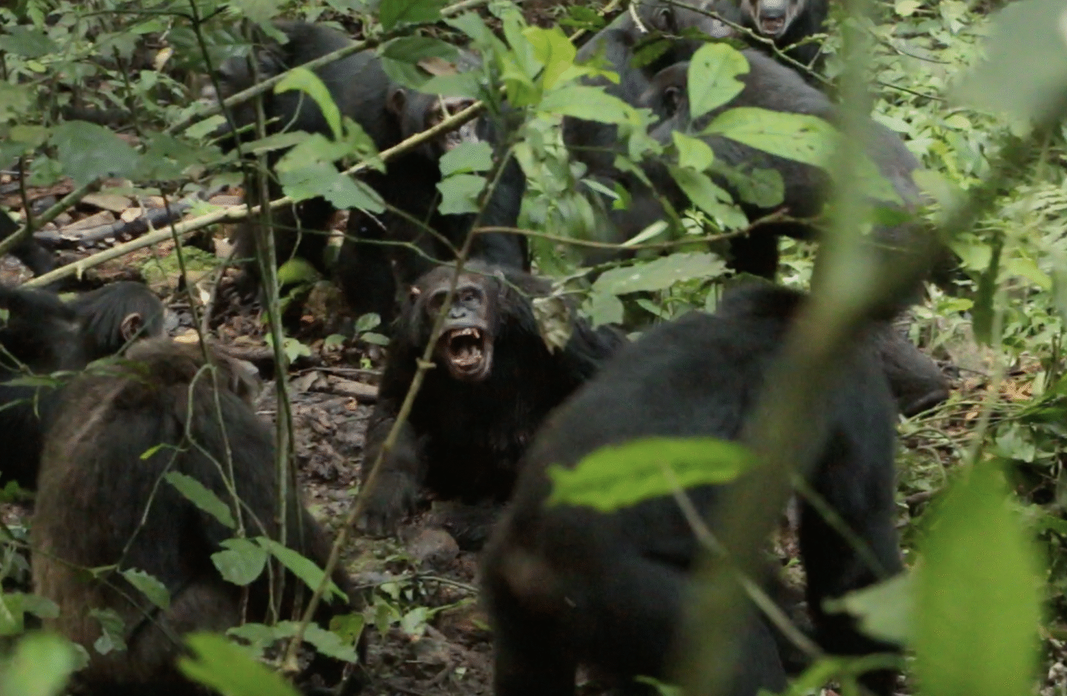 Scientists Announce The First Clear Evidence of a Chimpanzee 'Civil War ...