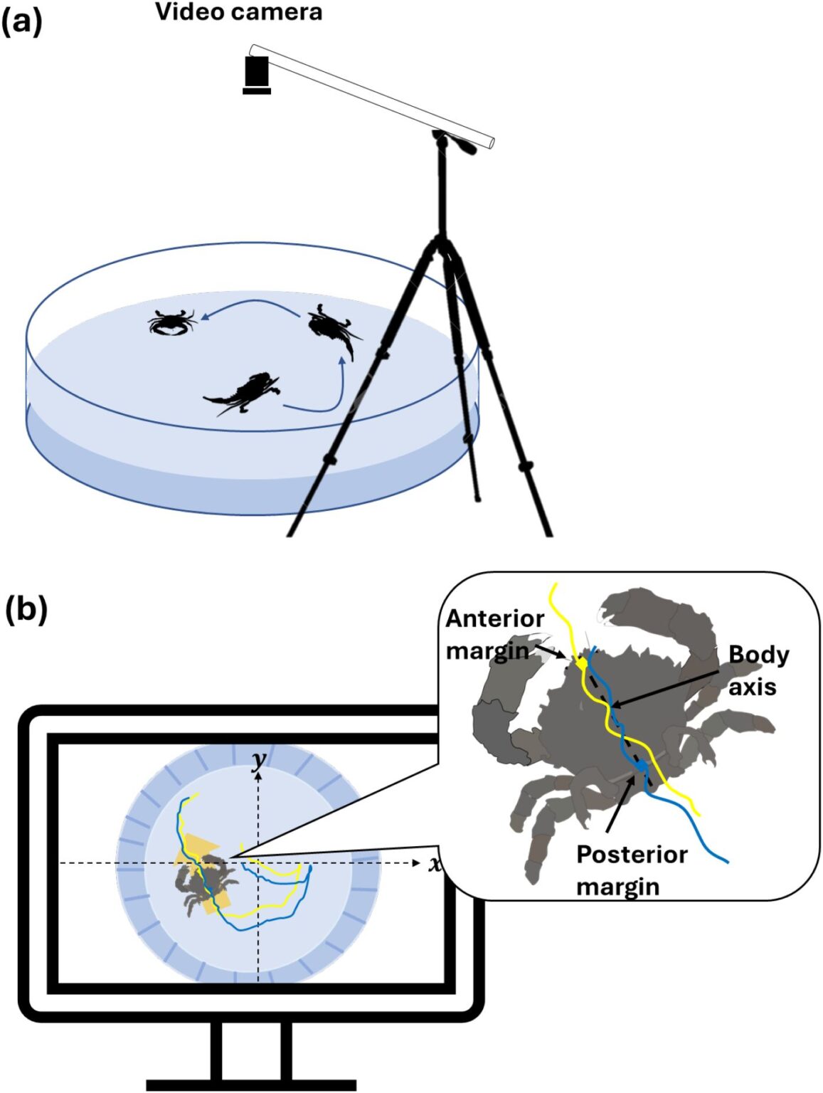 Evolution Keeps Making Crabs – But a Key Feature Has Only Evolved Once ...