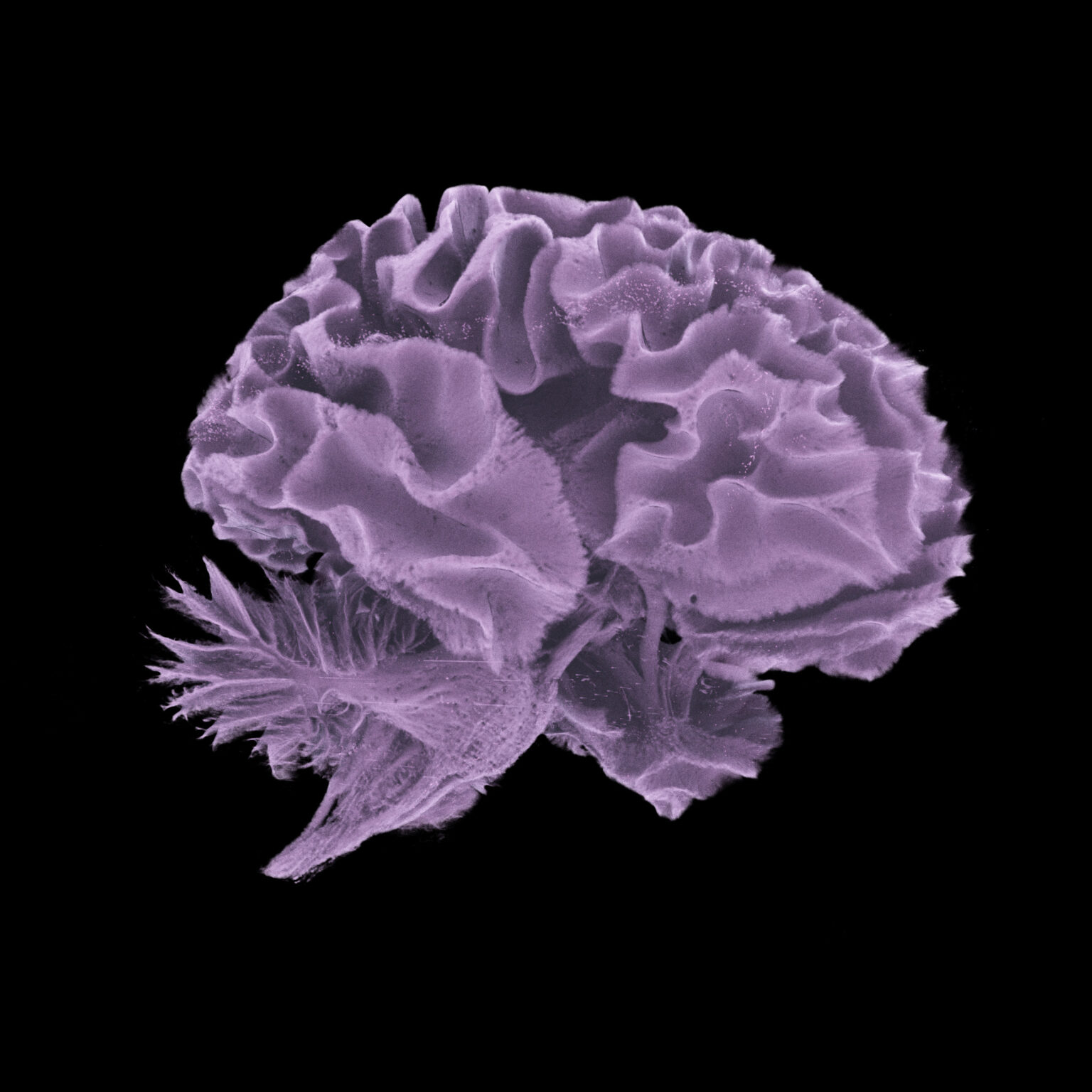 A New Atlas Reveals Hidden Details of The Human Body Like Never Before ...