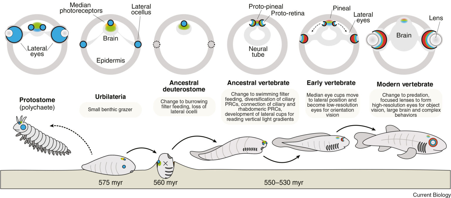 Scientists Think Our Eyes Began as a Single Eye on Top of The Head ...