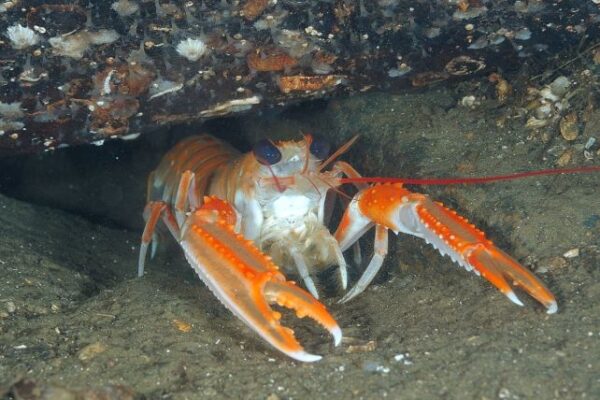 Disturbing Experiment Bolsters The Case Lobsters Feel Pain After All ...