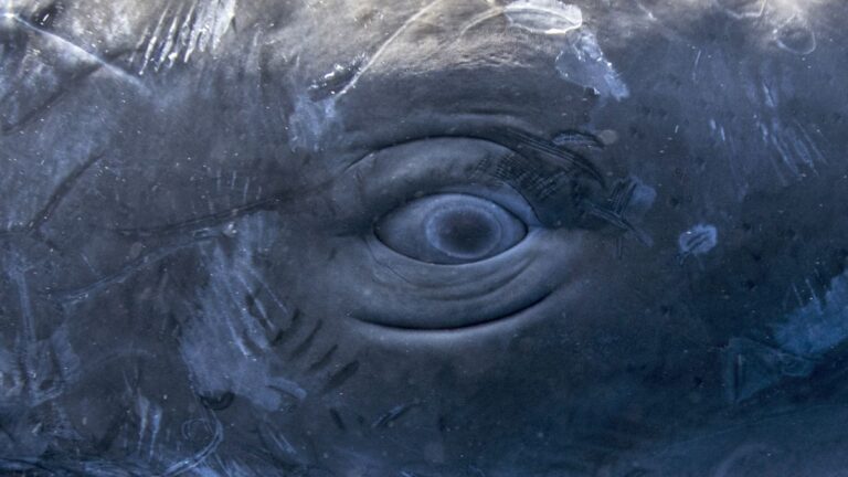 Scientists Found Human Speech-Like Patterns in Sperm Whale Clicks ...