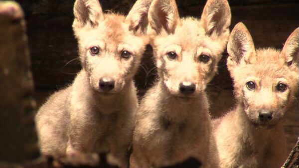 40 Years After Chernobyl, Wolves May Be Adapting to Live With Radiation ...