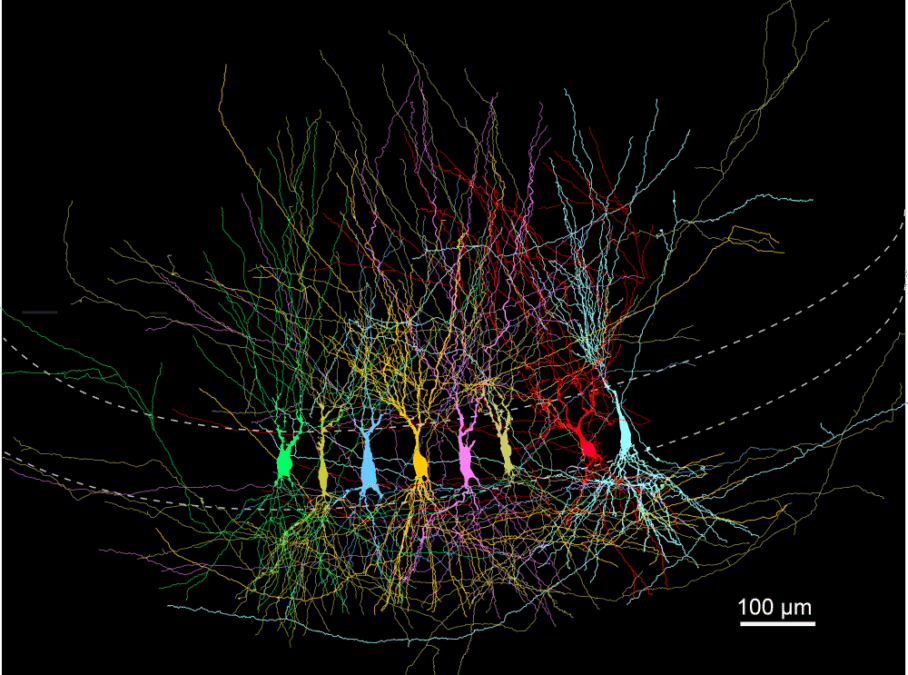Is The Brain Born 'Blank' or 'Full'? New Study Reveals a Surprise ...