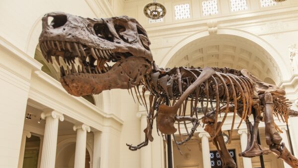 Scientists May Finally Know Why T. Rex Had Such Tiny Arms : ScienceAlert