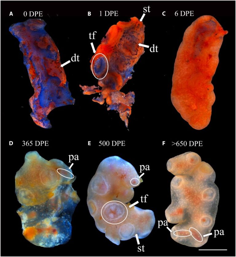 A Sea Cucumber's Amputated Tissue Refuses To Die. Could It Live Forever ...