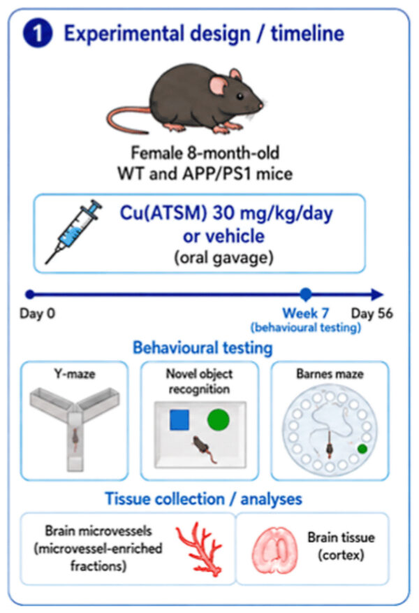 A Copper-Based Drug Clears Buildup of Alzheimer's Proteins in Mice ...