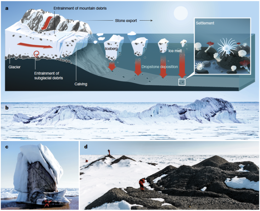 Icebergs Are Transforming Deep-Sea Ecosystems, Scientists Discover ...