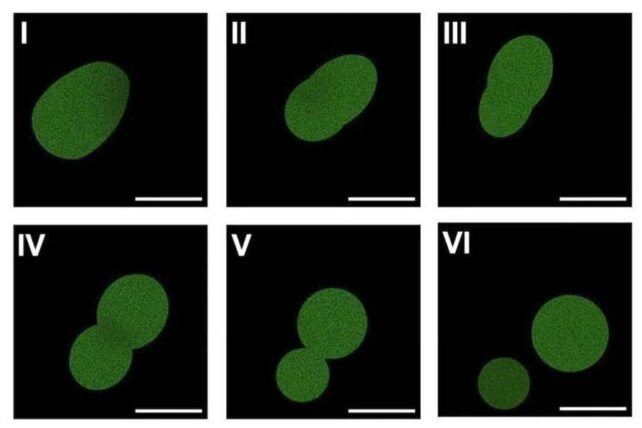 For The First Time, Scientists Say They've Built a Synthetic Cell From ...