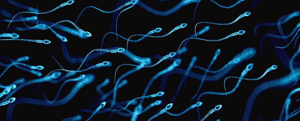 We Now Have a Mathematical Formula to Explain How Sperm Swim : ScienceAlert