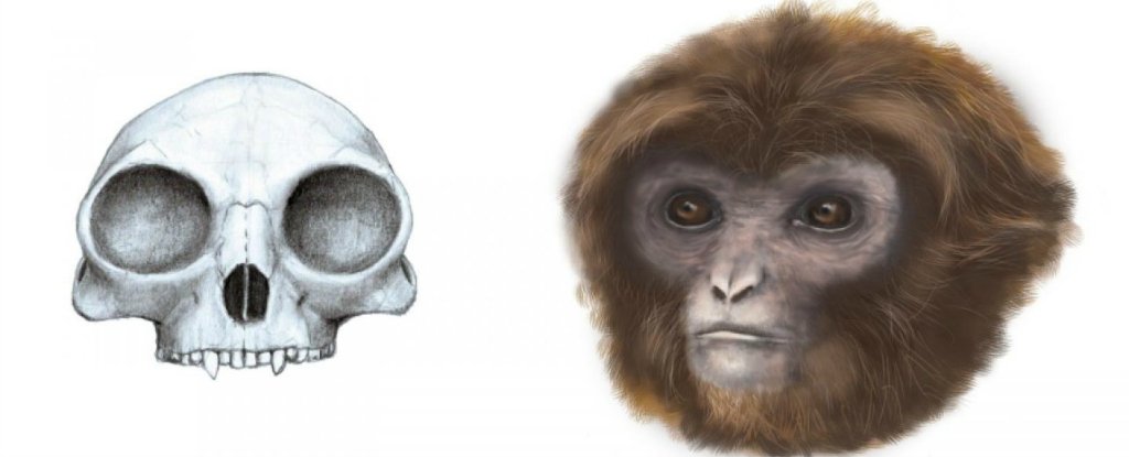 This New Fossil Discovery Is Changing Our Understanding of Ape ...
