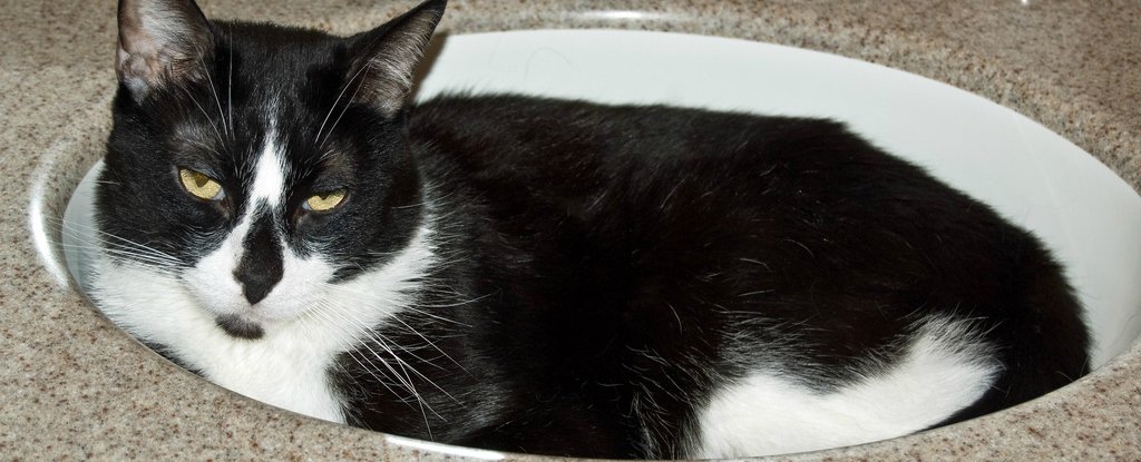 Study Suggests Your Pet Cat Is Probably Just as Neurotic as You Are ...