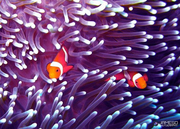 Reef Fish Can Adjust The Sex of Their Offspring as Water Temperatures ...