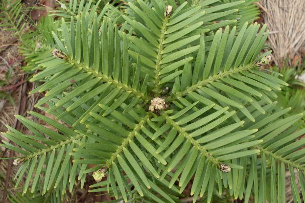 Less Than 100 of These Trees Are Left in The Wild, But Fungi Could Help ...