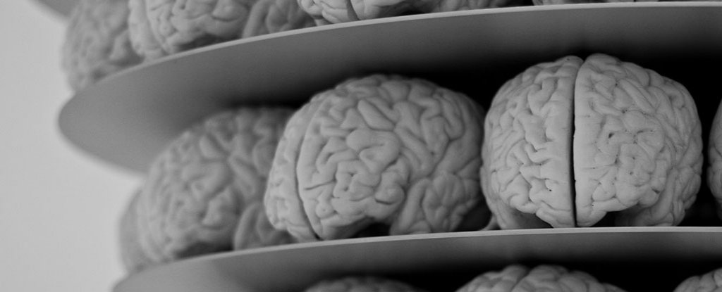 Scientists Successfully Grow Human Brain Equivalent to 5-Week-Old ...