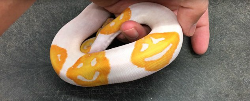 It Took Him 8 Years, But This Python Owner Just Bred an Adorable Emoji ...