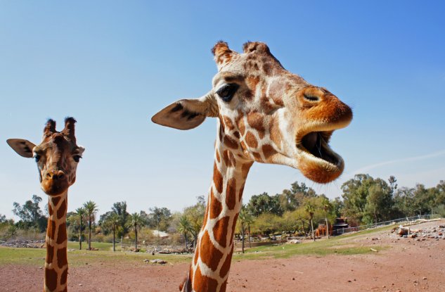 Giraffes Hum to Each Other at Night, Researchers Have Discovered ...