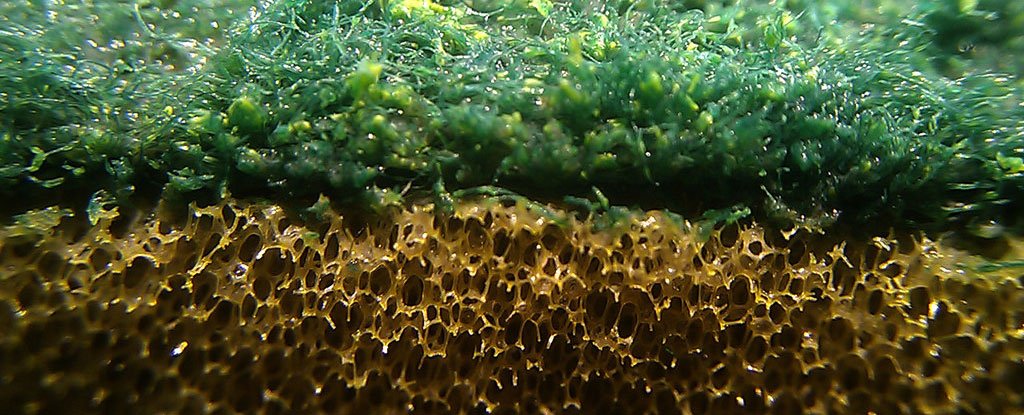 You Don't Want to Know How Germ-Ridden Your Kitchen Sponge Really Is ...