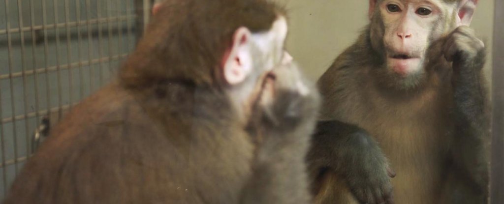 WATCH: Monkeys Can Learn How to Recognise Themselves in The Mirror ...