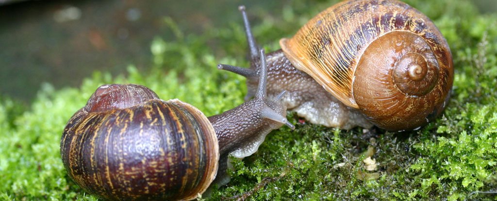 These Love-Struck Mutant Snails Found One Another Thanks to Science And ...
