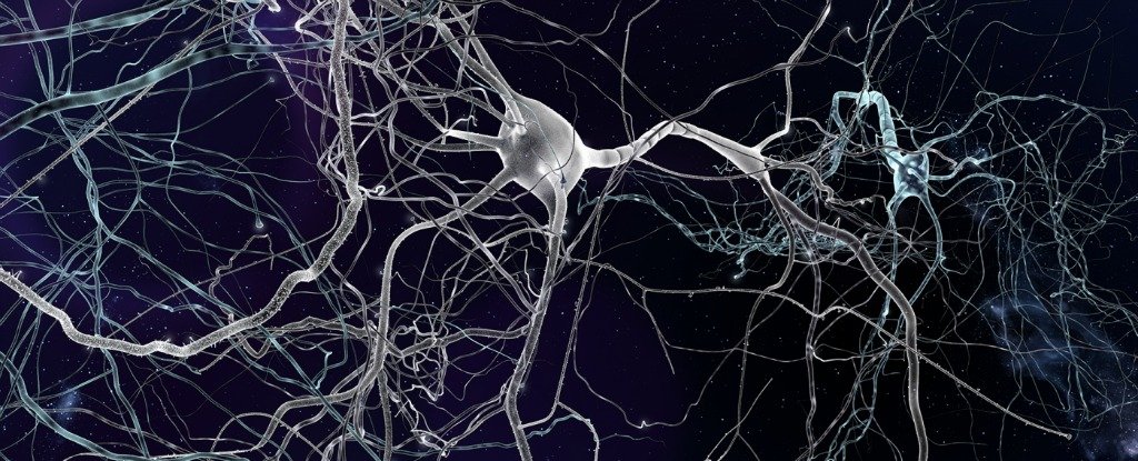 Scientists Just Discovered New Kinds of Cells in The Human Brain ...
