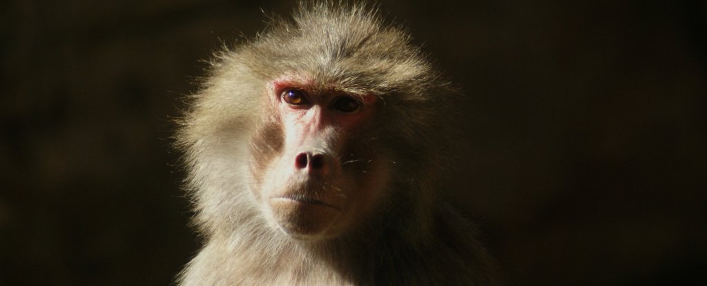 A Baboon Has Survived Nearly 3 Years With a Pig's Heart, Suggesting ...