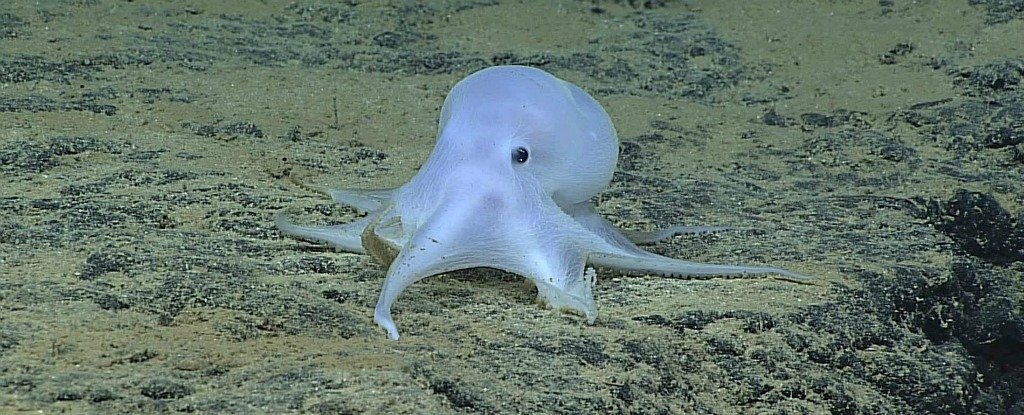 Mining Could Threaten That Adorable Ghost Octopus Researchers Found ... Mining Could Threaten That Adorable Ghost Octopus Researchers Found ...