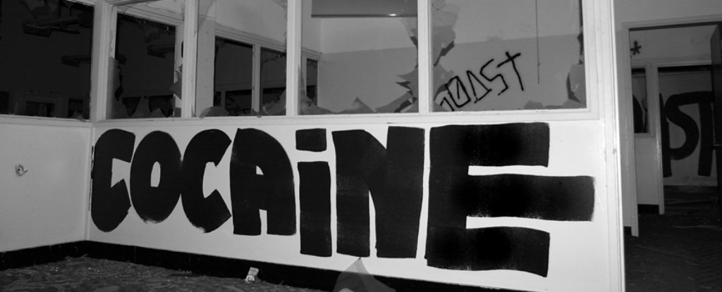 High Doses of Cocaine Cause Mouse Brain Cells to Eat Themselves ...