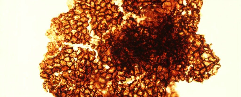 Complex Life Might Have Started Nearly a Billion Years Earlier Than We ...