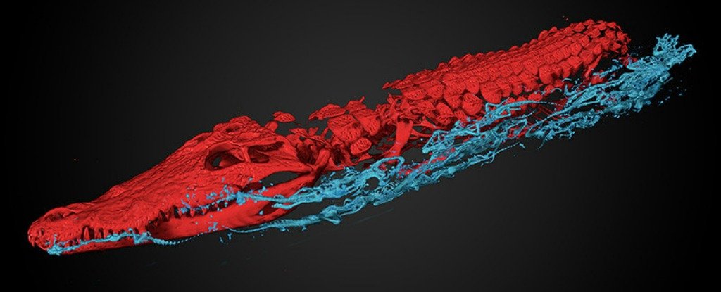 This Mummified Crocodile Has 47 Baby Crocodiles Stuffed Inside It ...