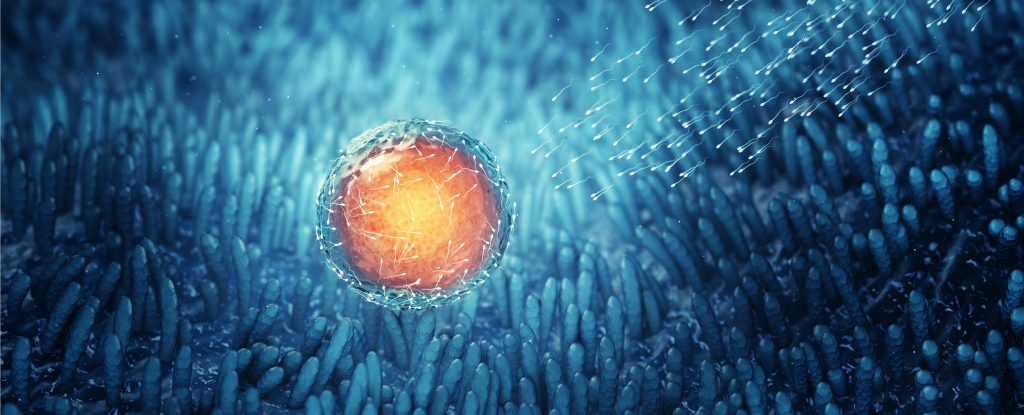 Japan Has Approved Gene Editing Using a Fertilised Human Egg : ScienceAlert