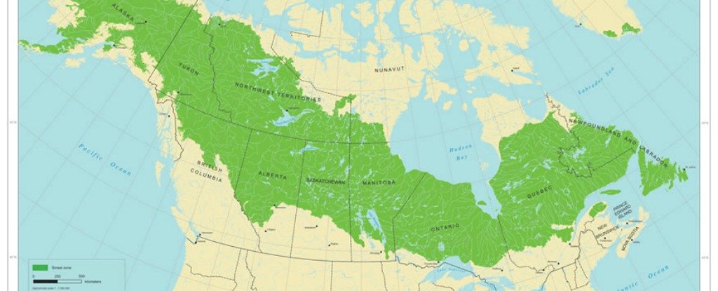 Canada's Forests Might Be More Resilient to Global Warming Than We ...