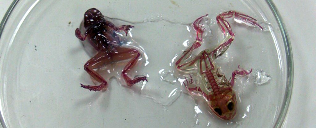 The Internet Is Claiming These 'Mutant' Frogs Have Been Discovered in ...