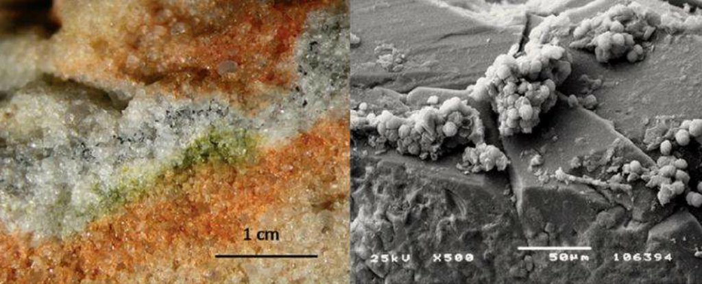 Antarctic Fungi Survive 18 Months in Mars-Like Conditions on Board The ...
