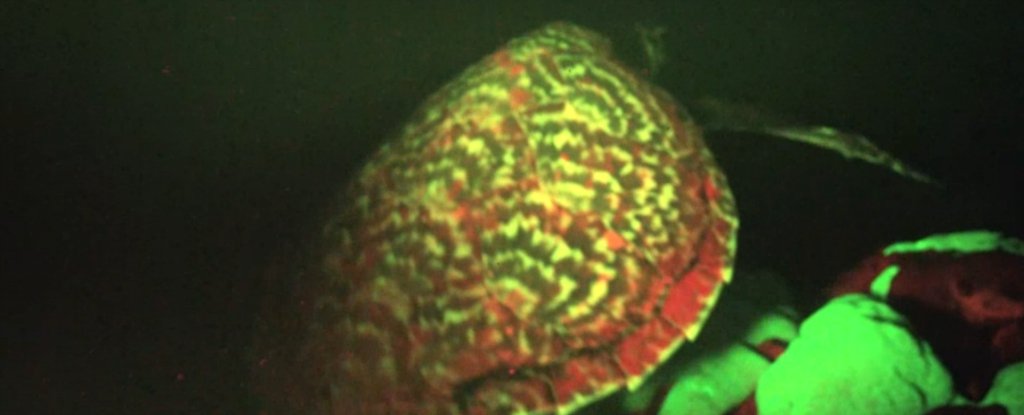 Behold, The First Glowing Sea Turtle Ever Discovered : ScienceAlert