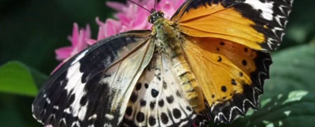 This Butterfly Is Half Male And Half Female : ScienceAlert