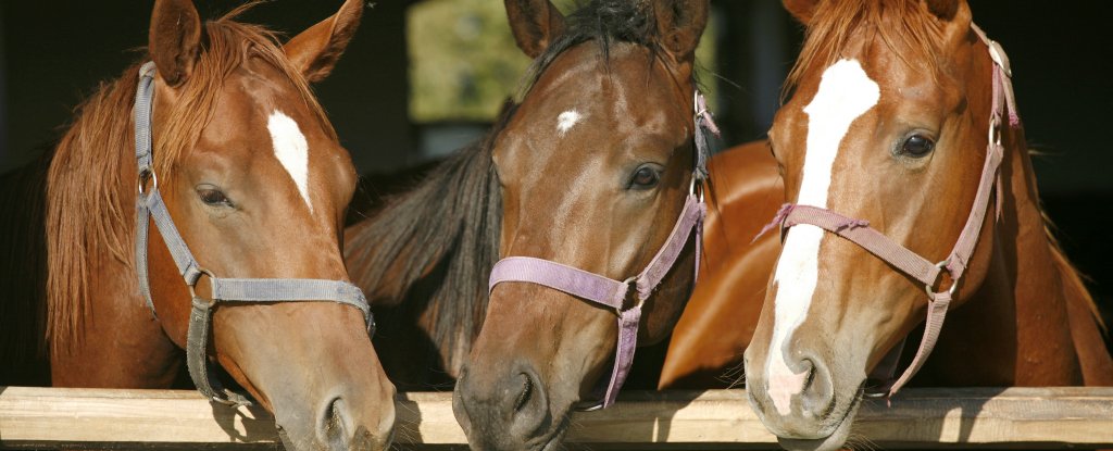 Horses Have Been Taught to Communicate With Humans : ScienceAlert