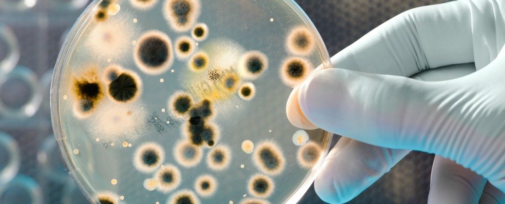 This Genetically Engineered Bacteria Can Inhale CO2 And Produce Energy ...