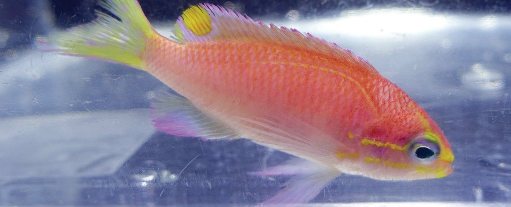 This Recently Discovered Hawaiian Fish Has Been Named After President ...