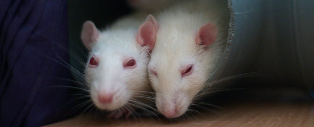Scientists Have Improved The Vision of Blind Rats Using Gene Editing ...